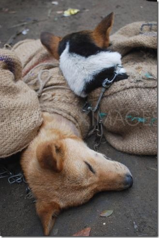 Dog Meat - Delicacy in The Northeast | Sinlung
